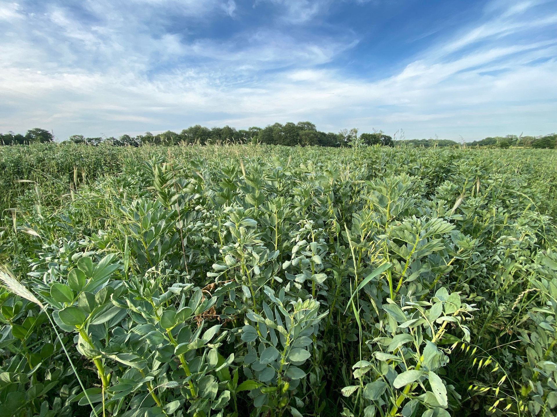 Field Bean Event and Living Lab Update | Organic Arable