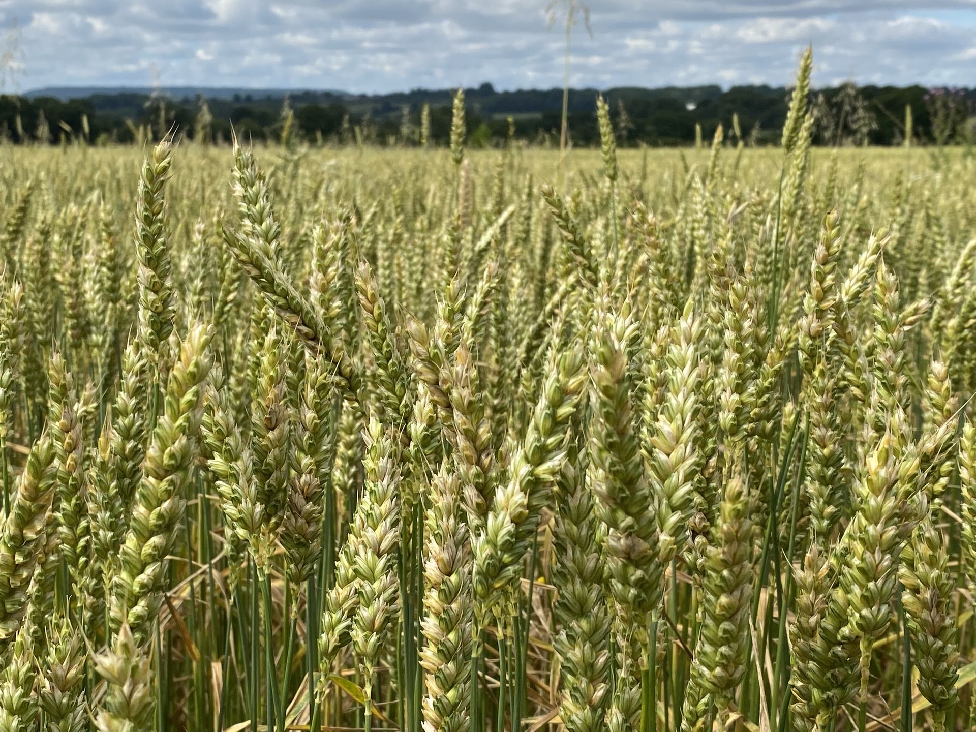 Breeding Bread-Making Wheat Varieties for Organic Farming Systems ...