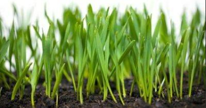 Seedling Vigour | Organic Arable