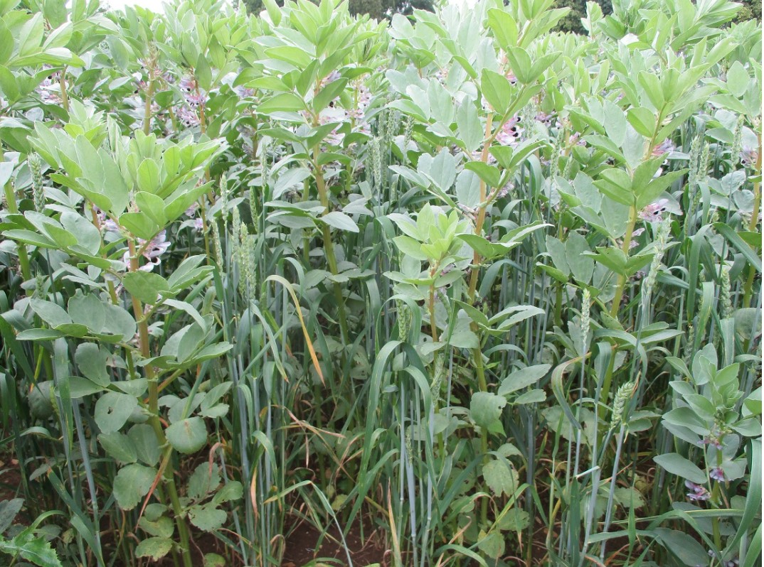 Intercropping | Organic Arable