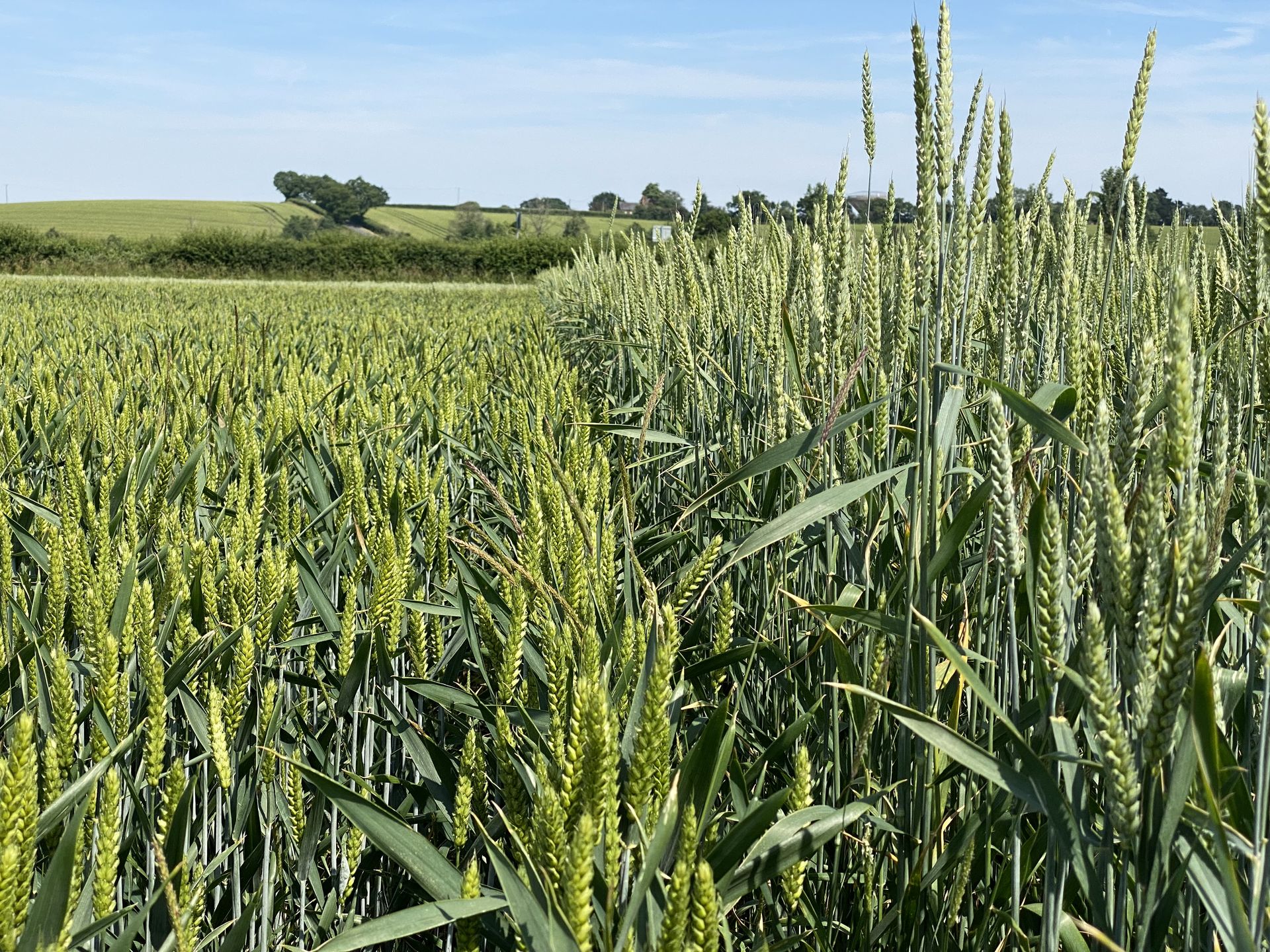 LiveWheat Legacy | Organic Arable