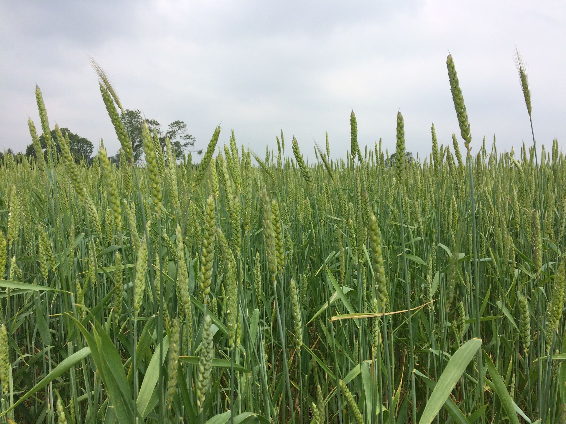 Low-Input Cereals Event | Organic Arable
