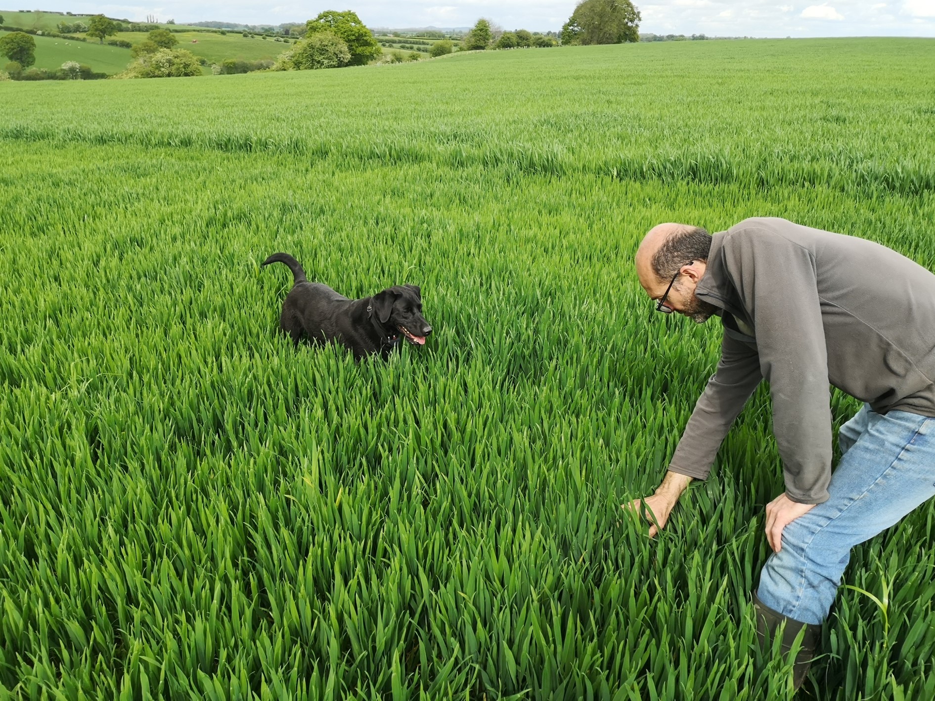 Wheat Farmer Assessment | Organic Arable