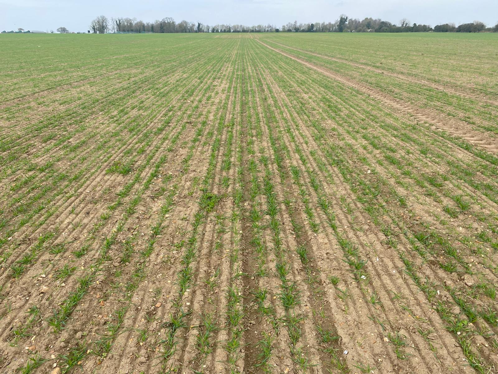 Late Spring Drilling | Organic Arable